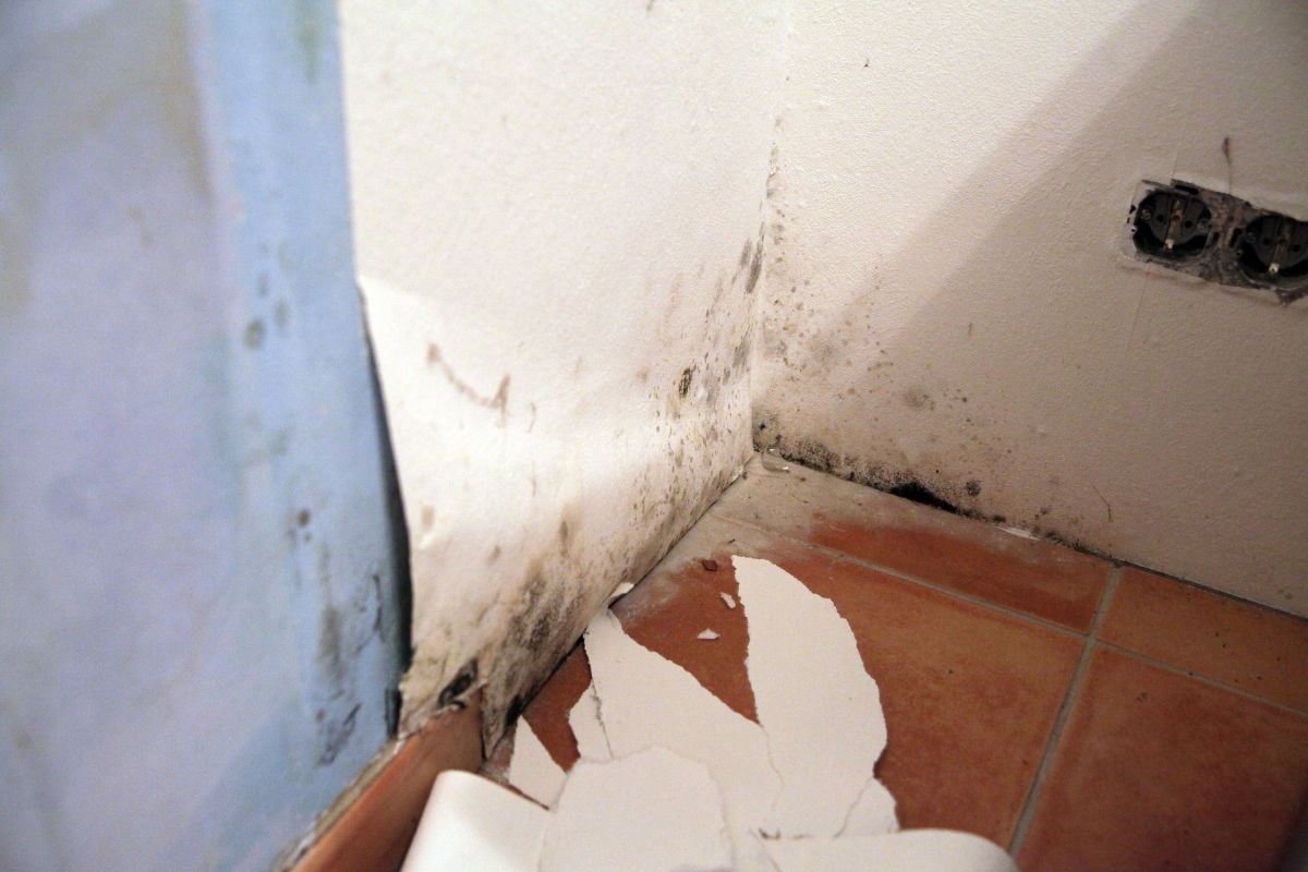 Mold vs Mildew - What is the difference and how to clean it