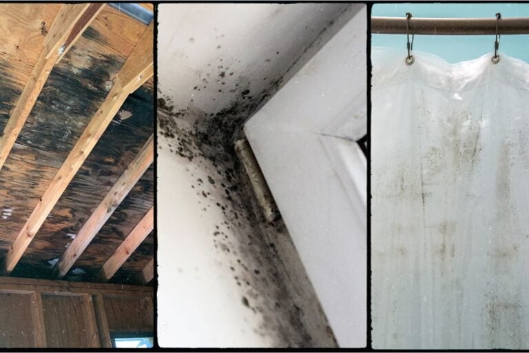 Mold vs Mildew - What is the difference and how to clean it